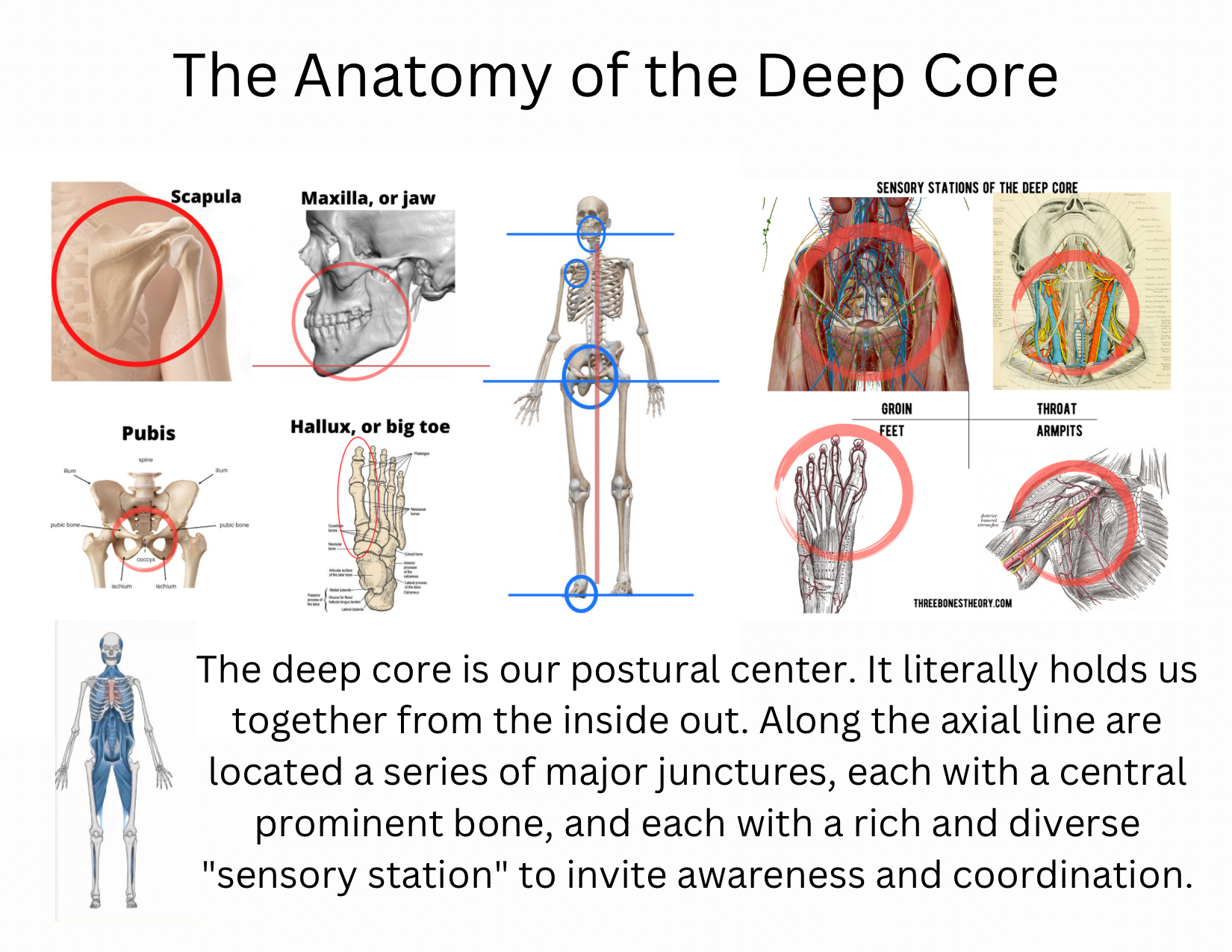 The deep core visually – Three Bones Theory